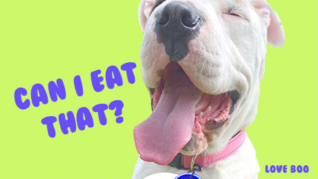 Is that Toxic for your Dog? Can I Eat That?? – Love Boo